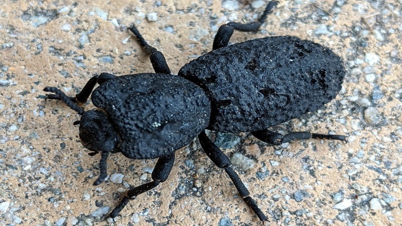 Secret to the diabolical ironclad beetle's strength may lead to highly ...