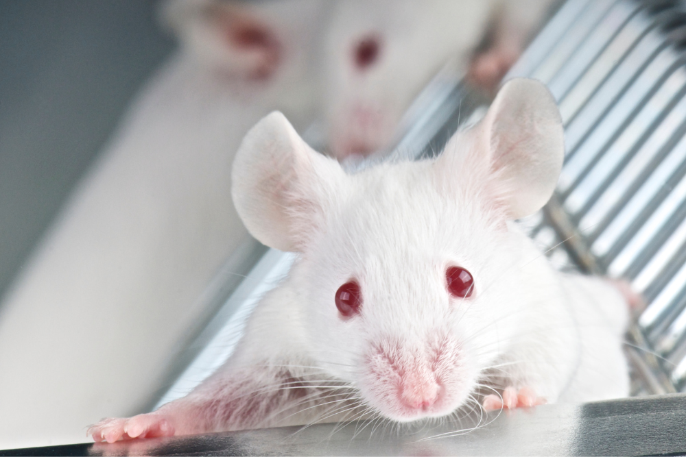 Implanted Wireless Device Triggers Mice to Form Instant Bond | Current ...