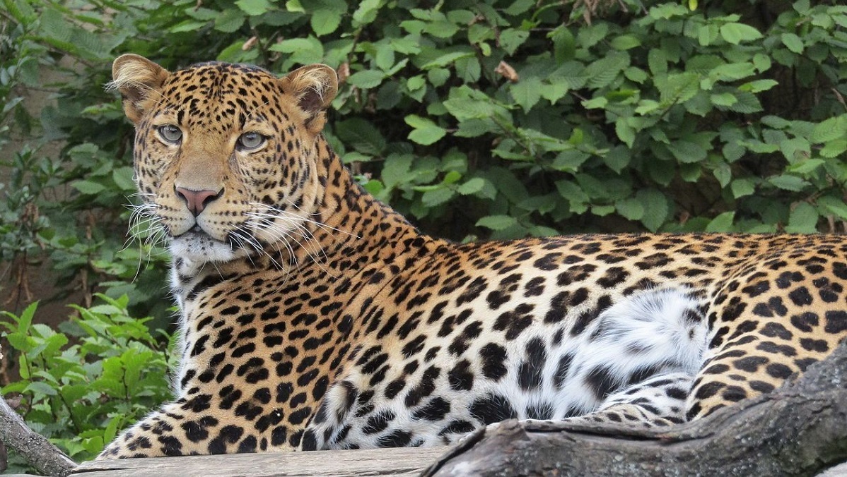 Special magazine issue honors Murray's contributions to mathematical ...