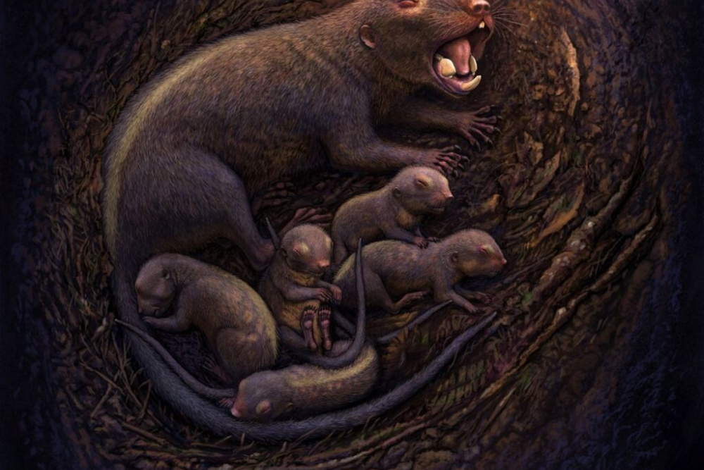 New Study Challenges Old Views on What’s ‘Primitive’ in Mammalian ...