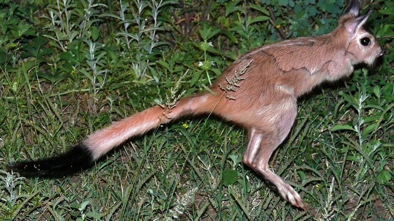 Wisconsin scientists discover first Old World animal that shows biofluorescence | Current ...