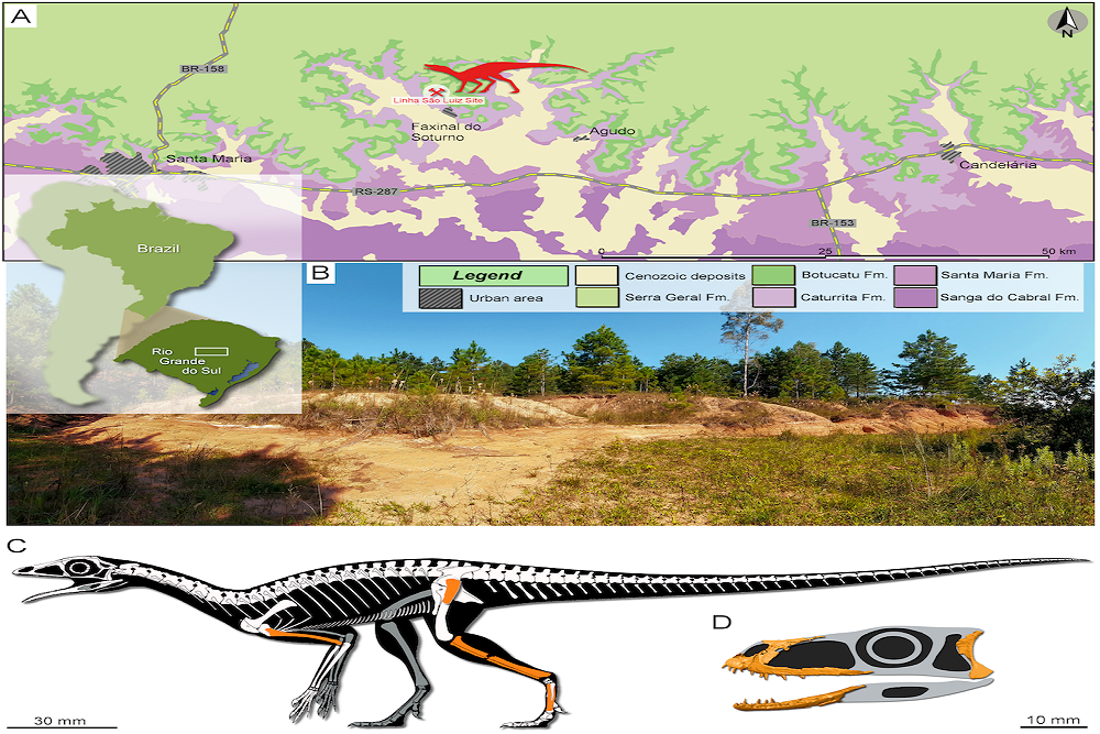 A New 225-Million-Year-Old Reptile from Brazil | Current Science Daily