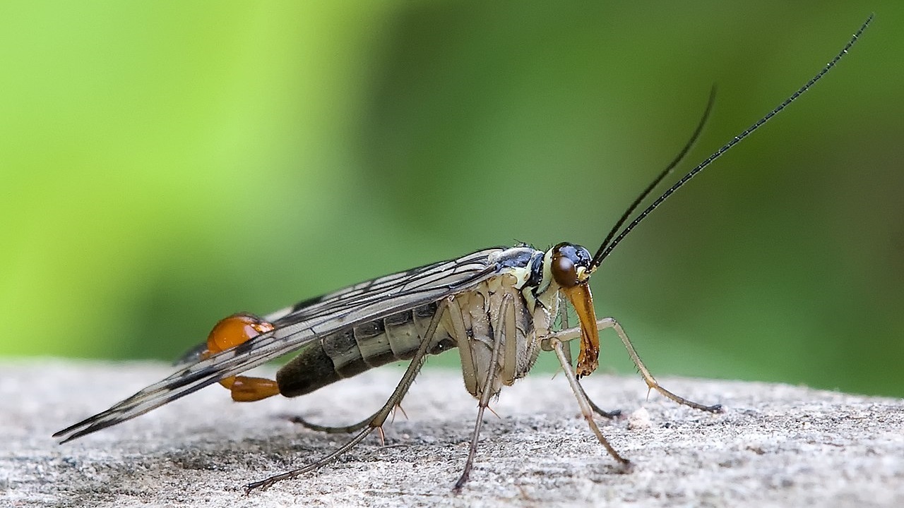 International team uses fossils to shed light on evolution of sexual ...