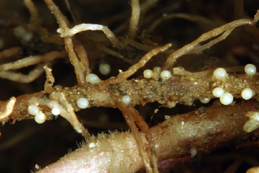 APHIS Adds an Infested Field in the Pale Cyst Nematode (Globodera ...