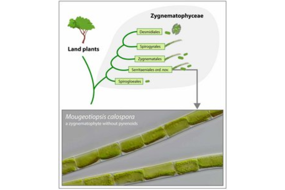 Resolving the Evolutionary History of the Closest Algal Relatives of ...