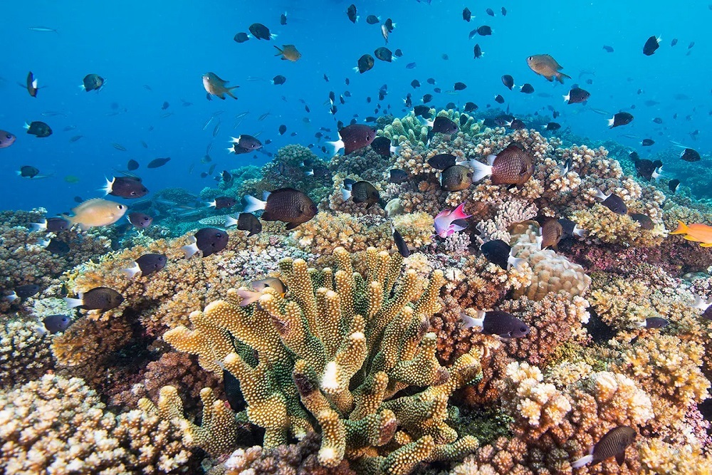 Coral reef connectivity promotes biodiversity and fisheries ...