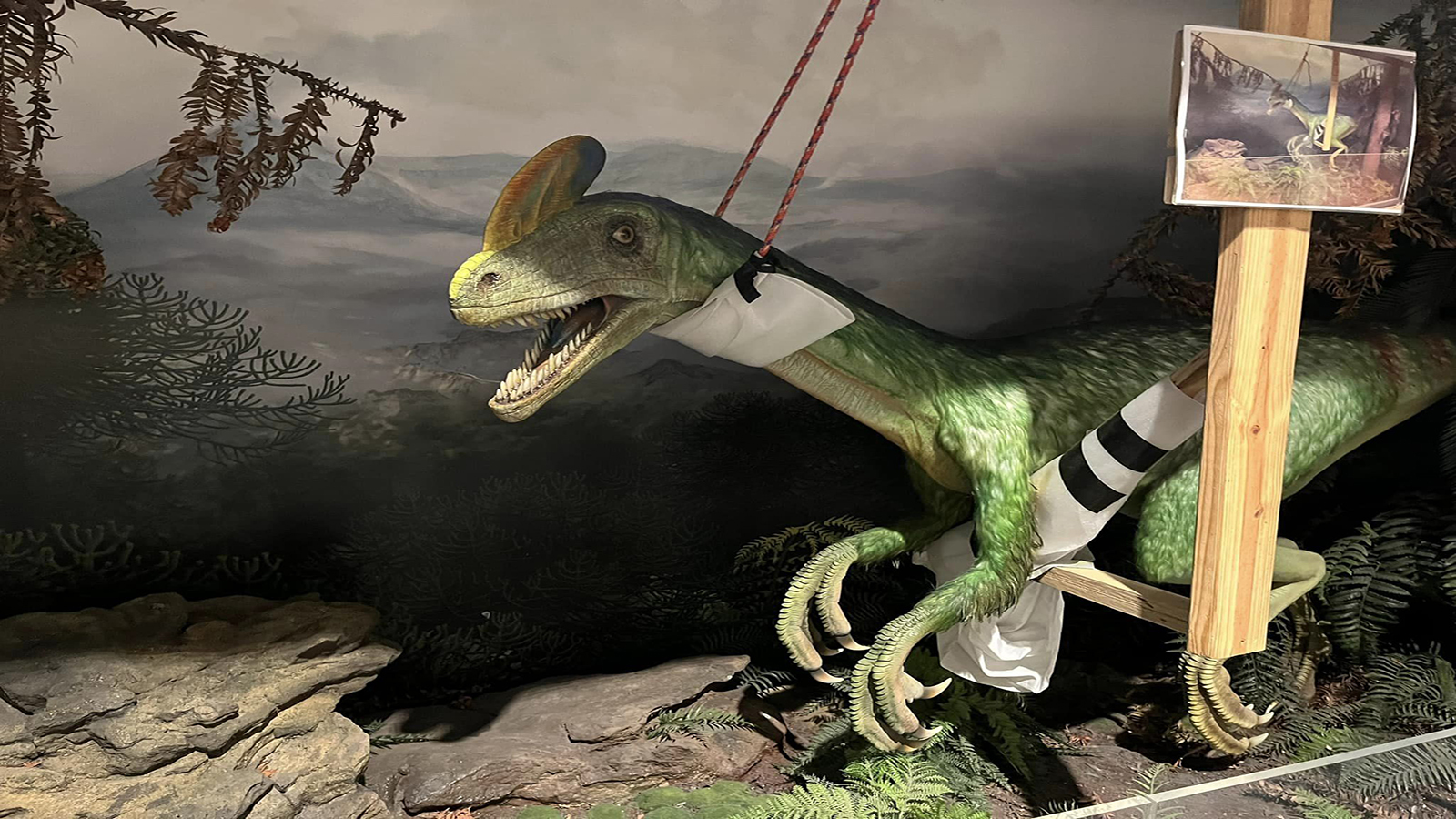 'Everything around Tyrannosaurus is just fascinating': Farmington ...