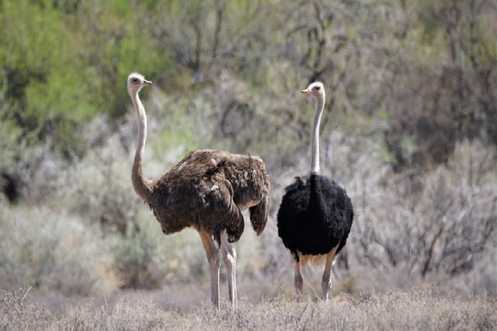Ostriches Can Adapt to Heat or Cold – but Not Both | Current Science Daily