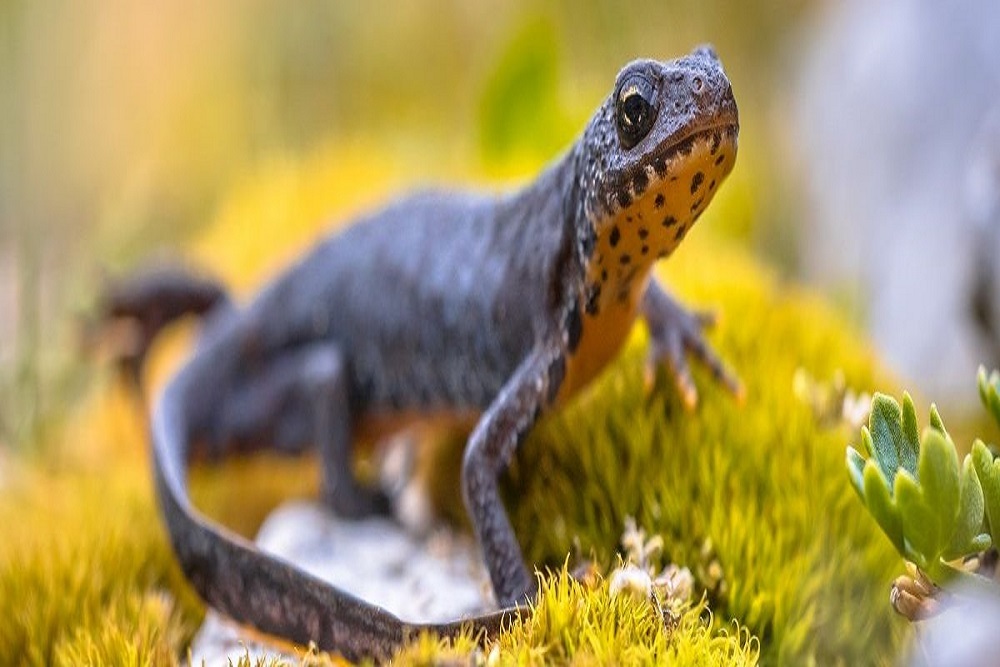 Newts at War with Climate Change: They're Adapting to Survive the ...