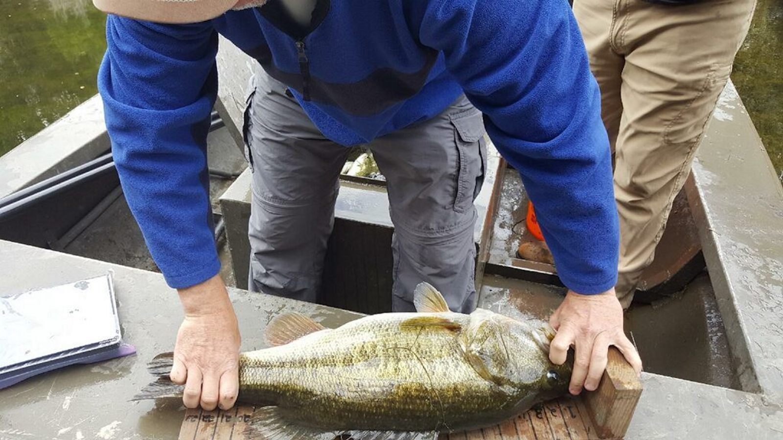 Fish tale: The shocking tale of electrofishing | Kinute