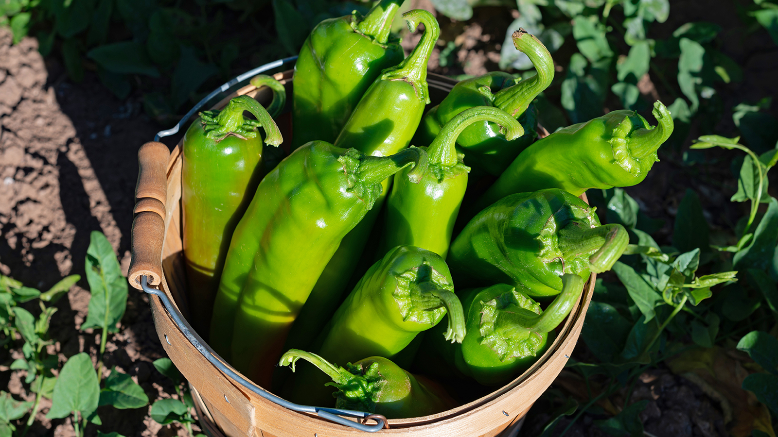 Romeyn on chile grown in space: 'These peppers have the best ...