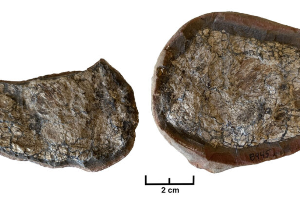 Study of 300-Million-Year-Old Faeces Finds Meat on the Menu | Current ...