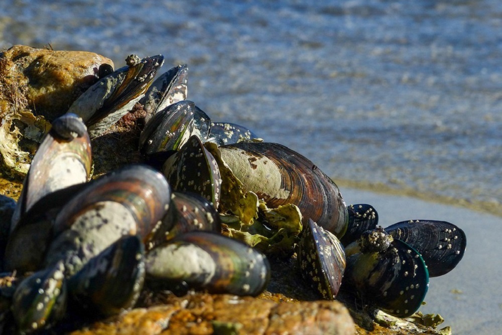 Mussels’ Underwater Glue Inspires Synthetic Cement | Current Science Daily